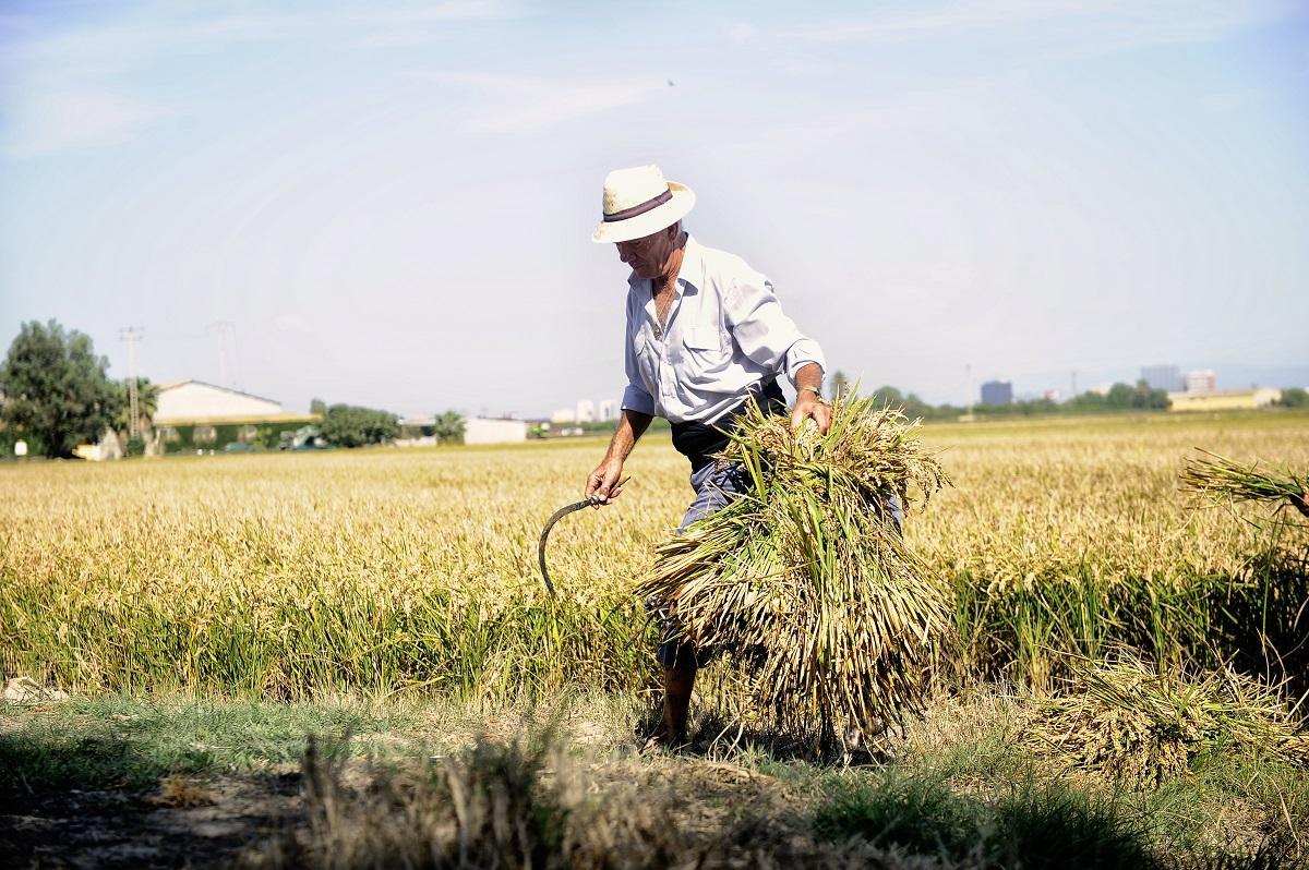 La Fiesta de la Siega del Arroz descubre los entresijos del arroz y su ...