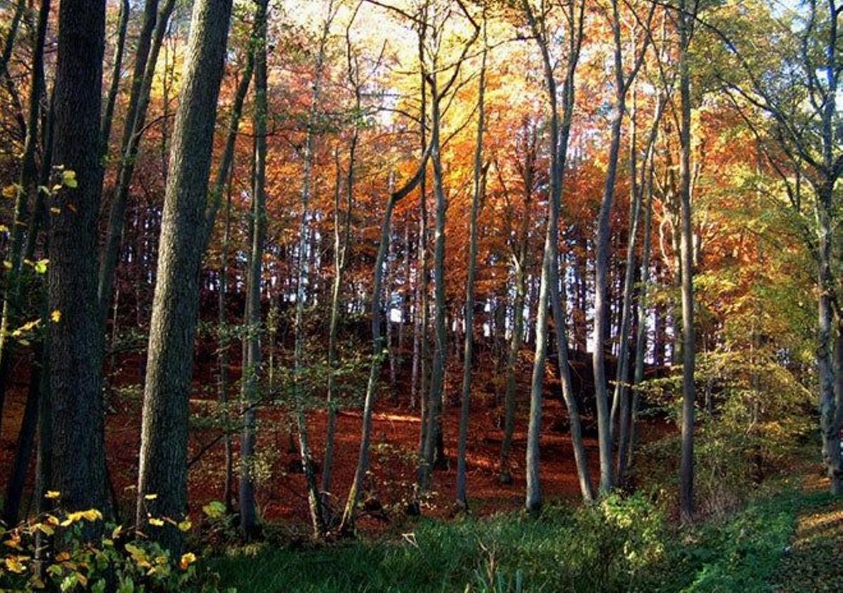 Los 15 parques nacionales de Alemania - Viajar