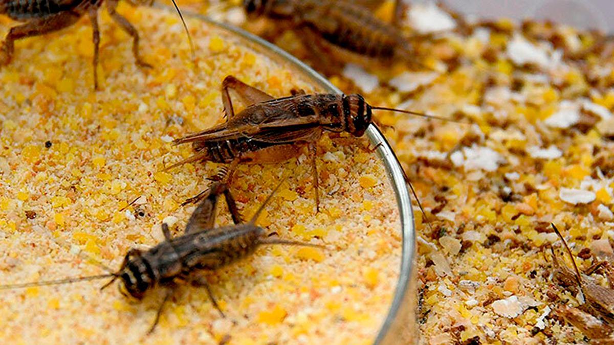 Grillo en Extremadura: La proteína de grillo, un producto emergente que ...