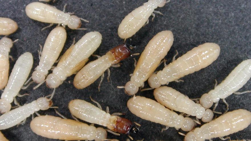 Describen la genética de las termitas que explica cómo se convirtieron ...