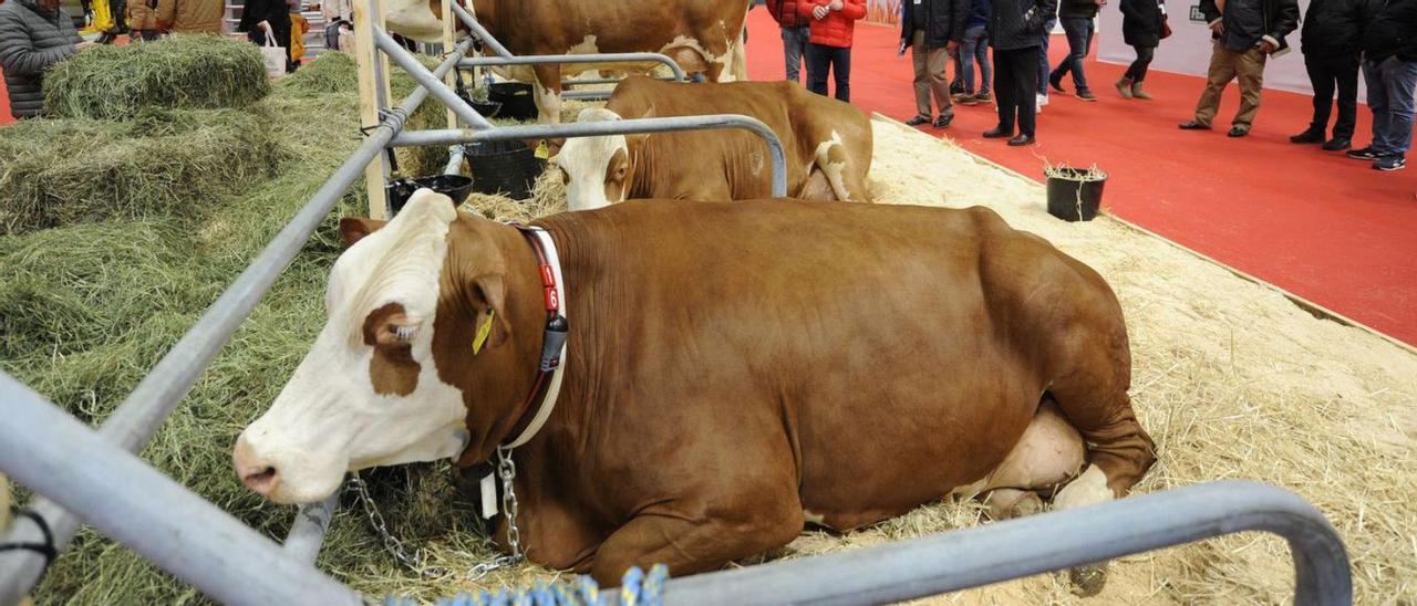 La vaca total: de leche y de carne