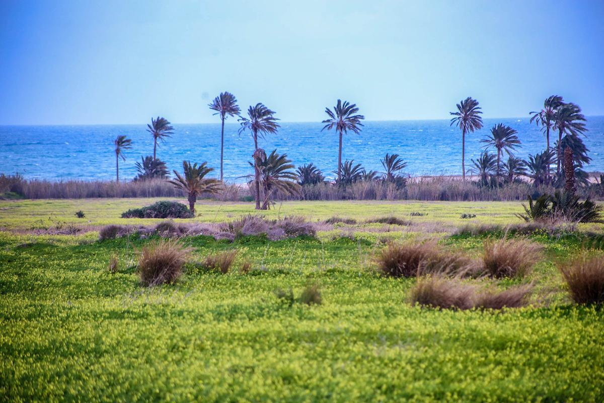 PALMERAL PLAYA CALA FERRÍS TORREVIEJA I El Ayuntamiento de Torrevieja ...