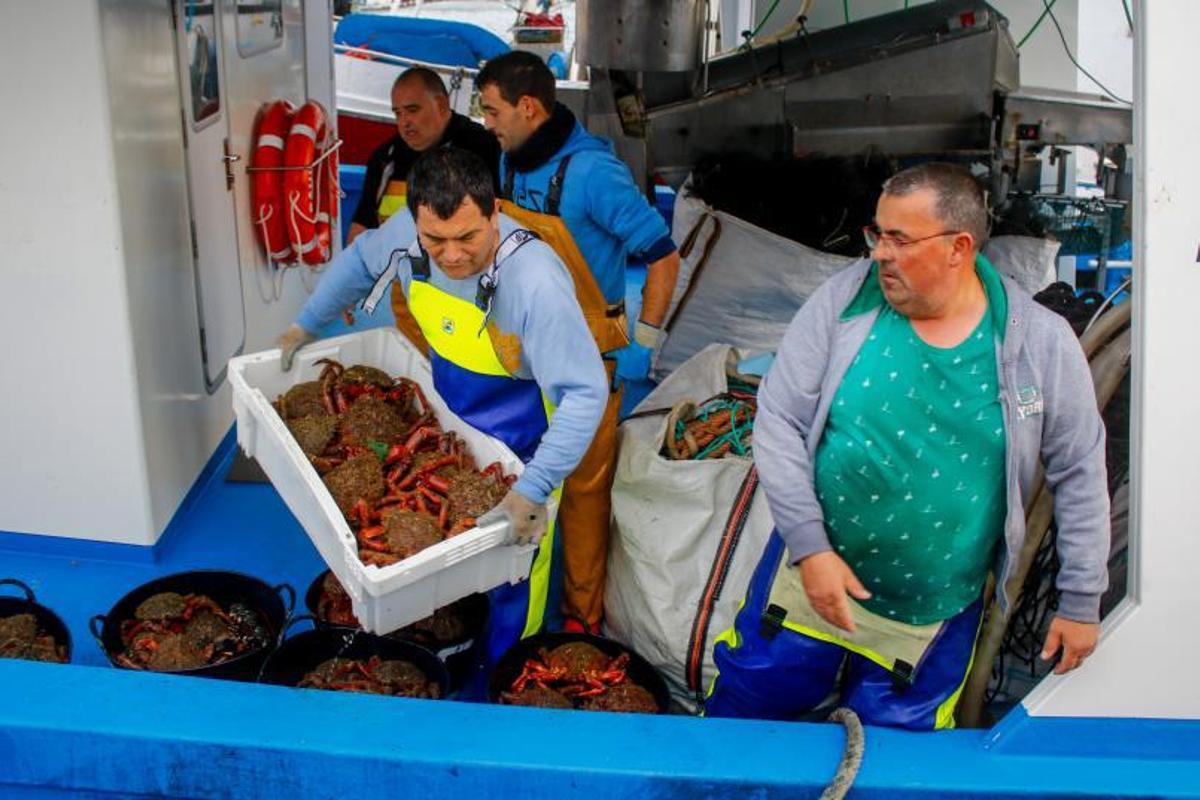 Ocho toneladas de centollo en dos días: O Grove está a otro nivel