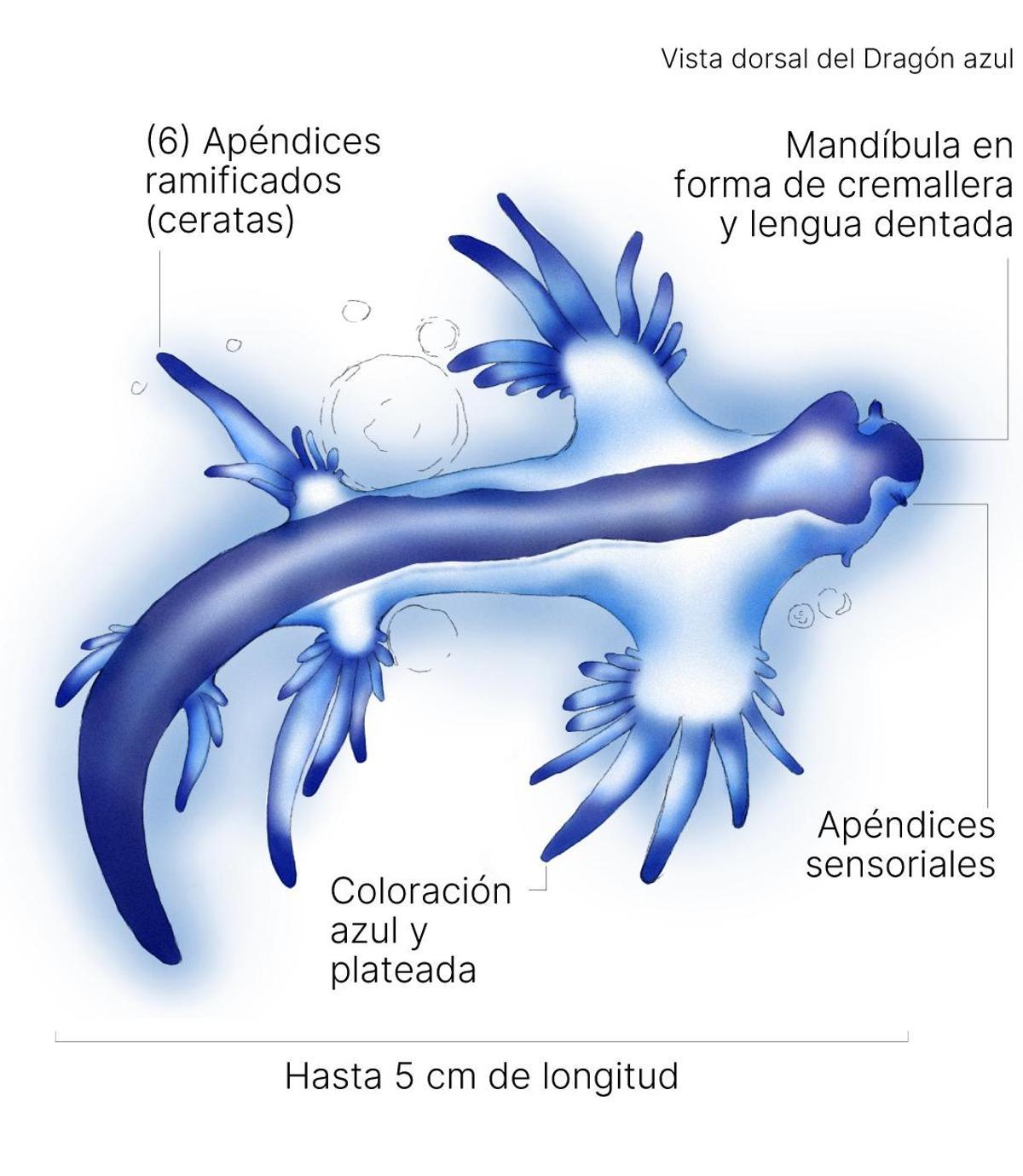 El dragón azul: por qué ha vuelto, cómo es y dónde habita principalmente