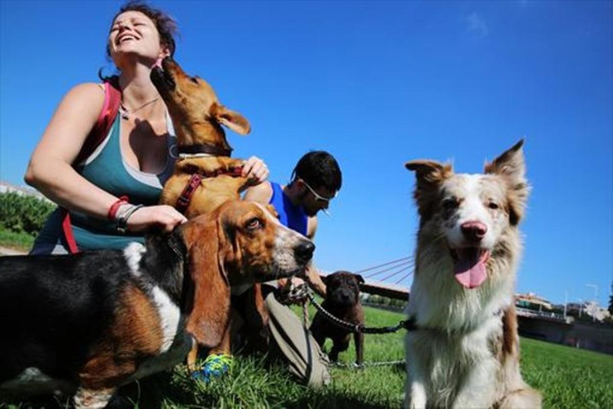 Por favor, no abandonéis a los perros en verano
