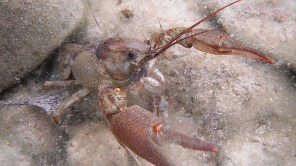 Un plan para blindar los últimos refugios del cangrejo de río en la ...