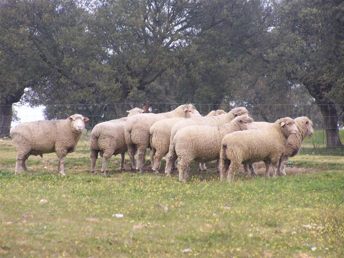 Acuerdo de la Diputación y la Asociación de Criadores de Ganado Merino ...