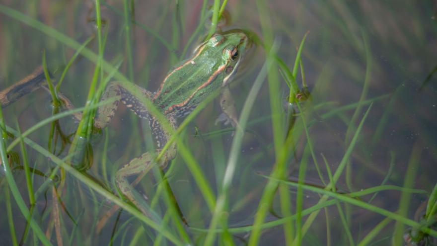 La única rana de Ibiza y Formentera - Diario de Ibiza