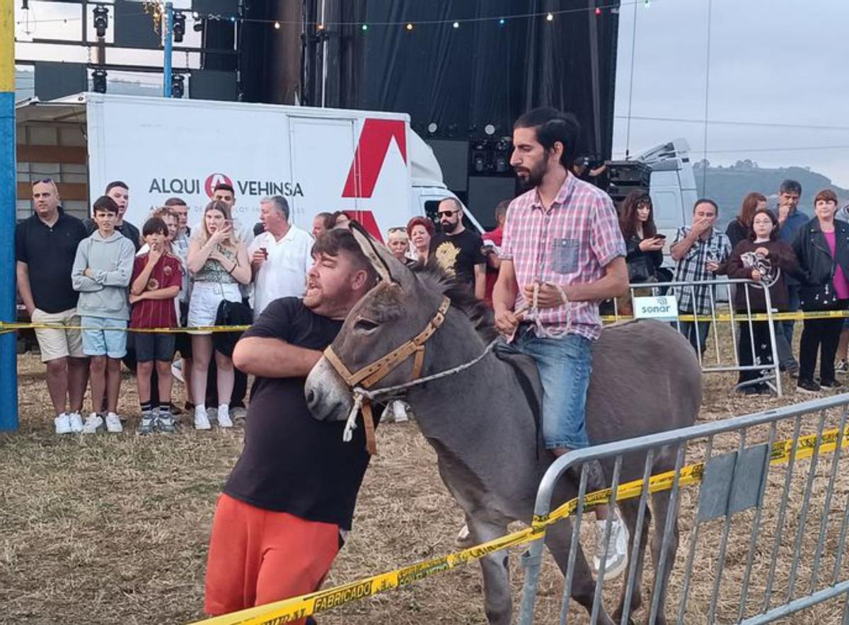 Burros a la carrera en Muncó (Siero): "Solo corren tres veces al año"