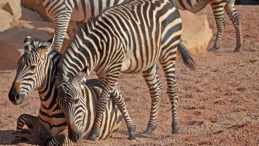Valencia | La única cebra nacida en Bioparc será el macho reproductor ...