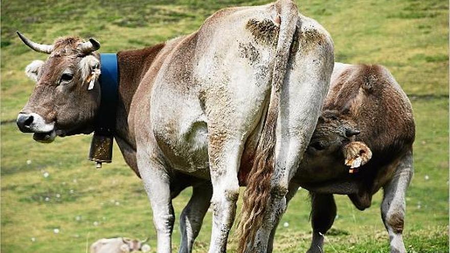 La vaca bruna guanya terreny a Girona