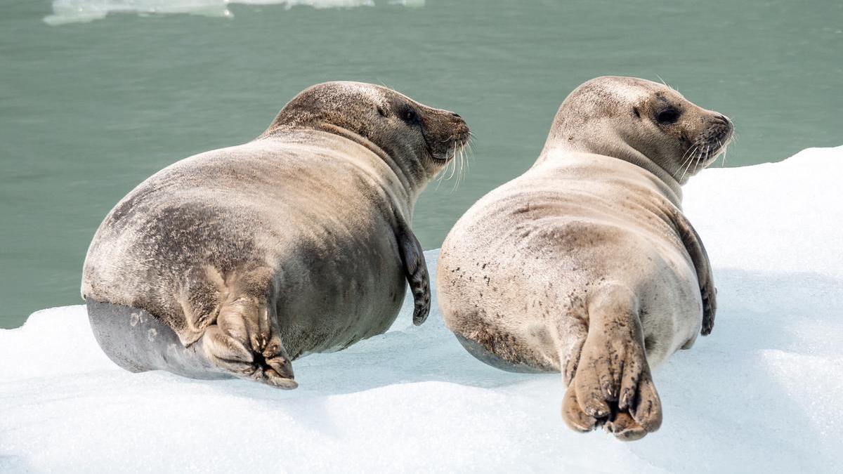 O drama das focas árticas: acosadas polo cambio climático, os ...
