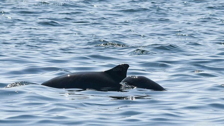 La amenazada marsopa se pasea con sus crías por aguas gallegas - Faro ...