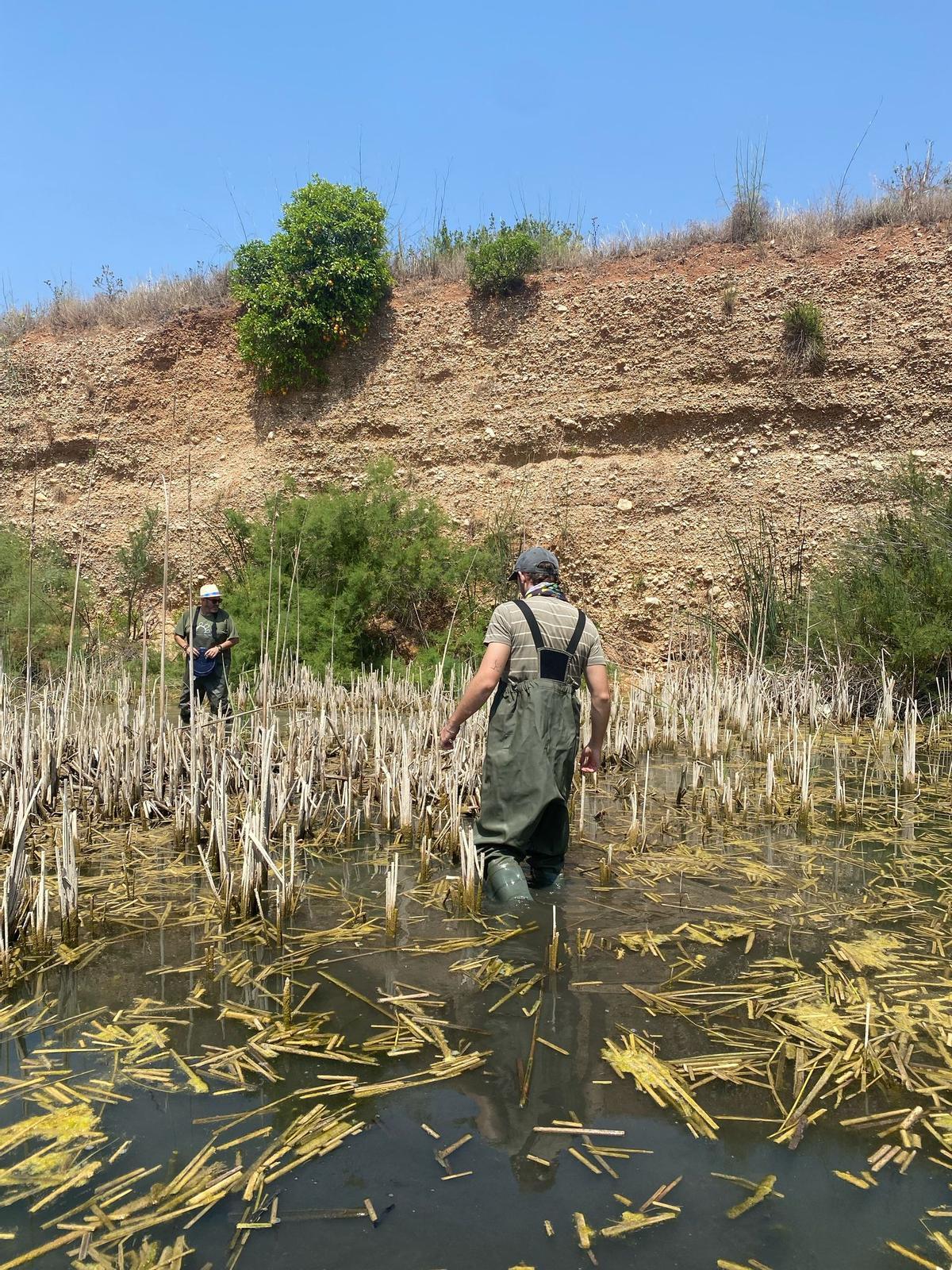 La tortuga autóctona recupera terreno a la invasora en el Magro