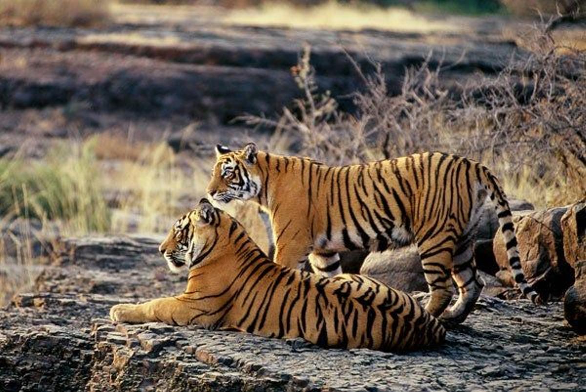 10 razones para enamorarse de la India - Viajar