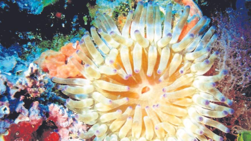 Los antozoos pitiusos, en riesgo de extinción