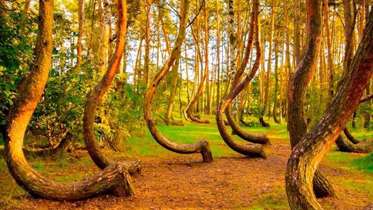 El enigmático caso del bosque torcido que está enloqueciendo a la ciencia