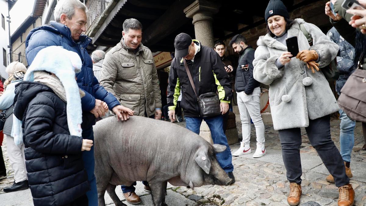 La Alberca de Salamanca sortea el popular cerdo de San Antón: un ...