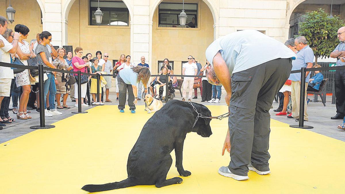 Invidentes reclaman que los perros guía que se jubilan mantengan sus ...