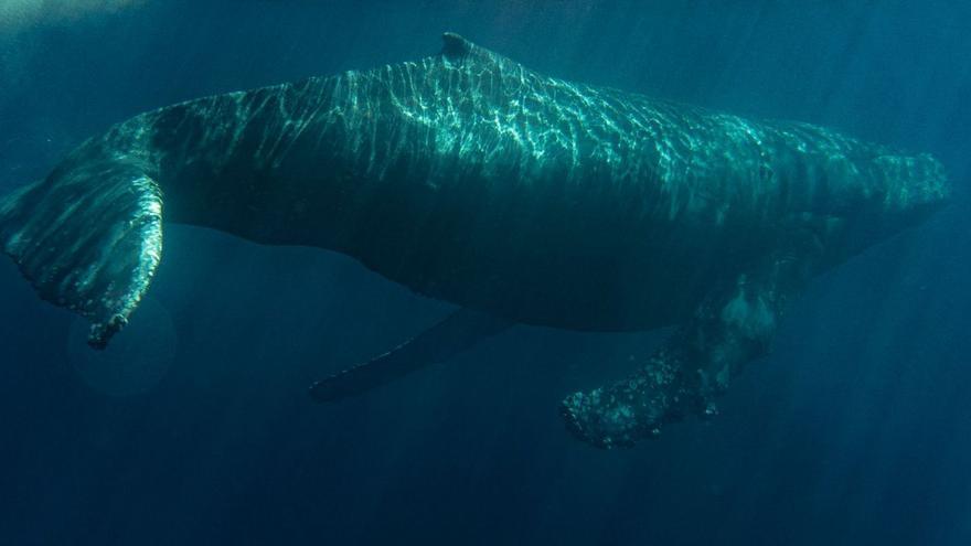 Alejandro Avello, el ovetense aliado de las ballenas jorobadas que ...