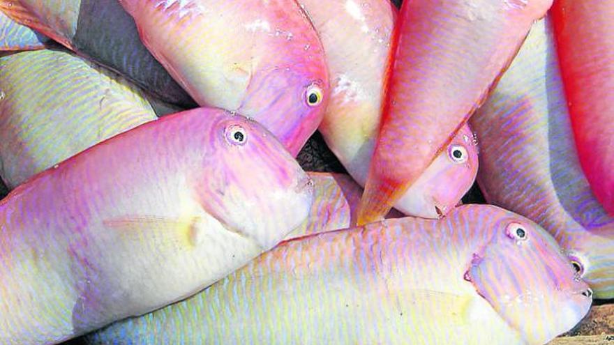 Comienza la temporada de pesca del ´raor´ en Balears con buenas previsiones