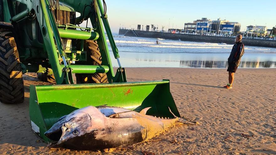 Retiran un atún muerto en la orilla de la playa de San Lorenzo