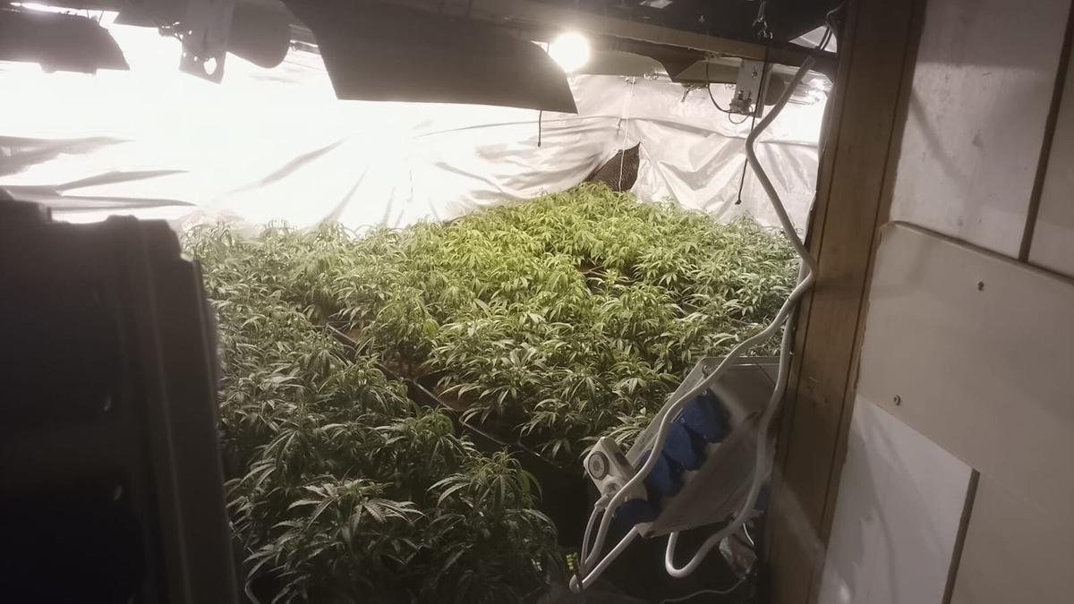 Los Mossos incautan 1.400 plantas de marihuana en dos operaciones en La ...