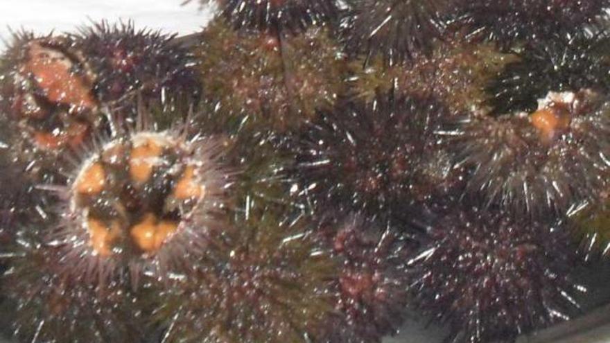 Los pescadores logran la veda del oricio hasta diciembre para salvar la ...