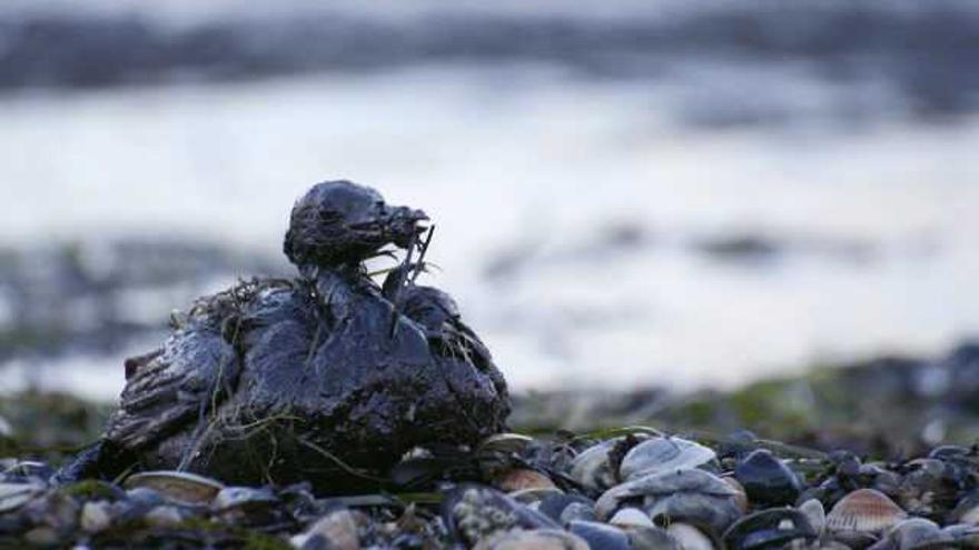 La marea negra vuelve de nuevo