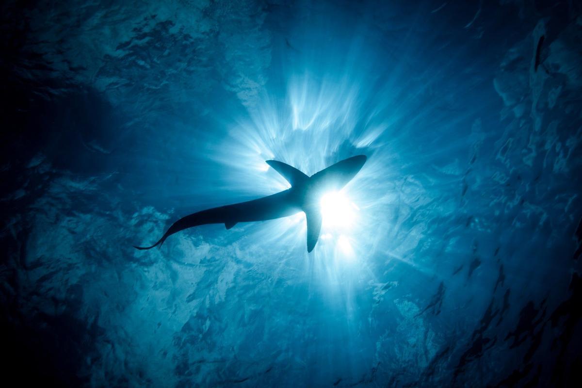 Descubren unos tiburones que brillan en la oscuridad - Viajar