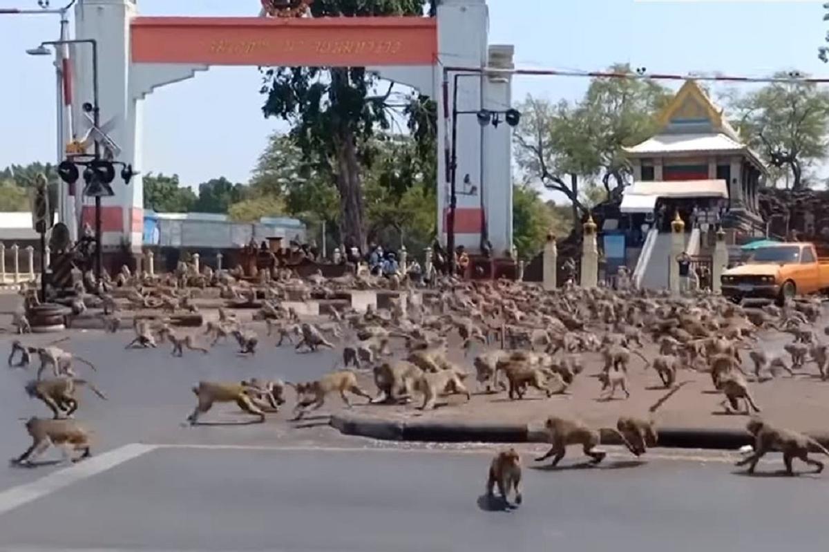 MONOS INVADEN CIUDAD | Una ciudad tailandesa invadida por los monos ...