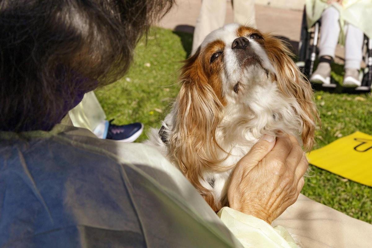FOTOS | Los perros terapéuticos llegan a la sanidad pública de Baleares ...