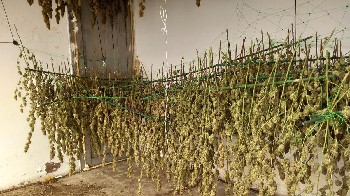 Els Mossos d’Esquadra detenen dos homes per cultivar marihuana en un ...