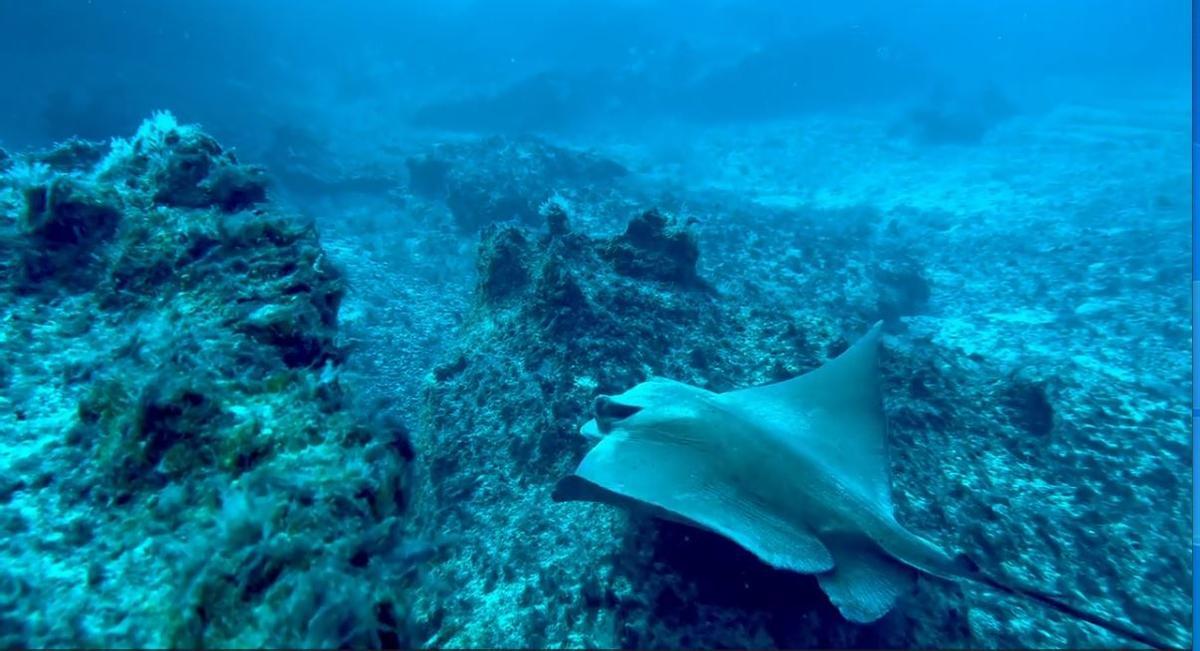 VIRAL PEZ CANARIAS: ¿Águila, ratón o raya? Un espectacular pez en las ...