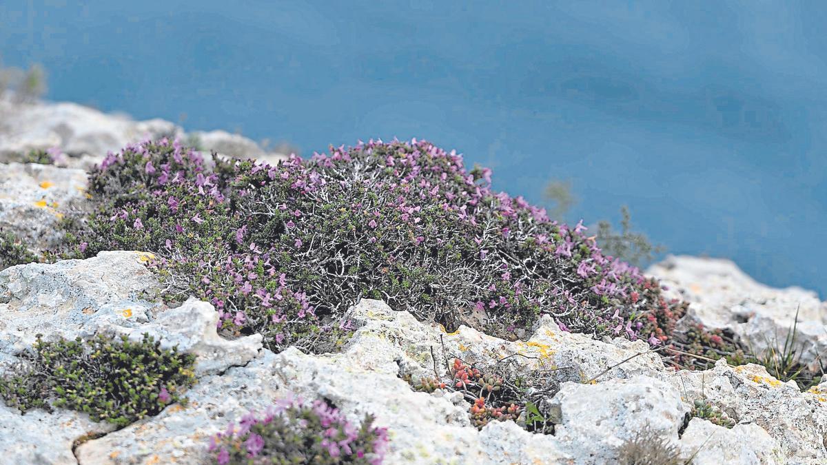 DOMINICAL IBIZA: Coses Nostres: El tomillo sin olor capaz de atraer a ...