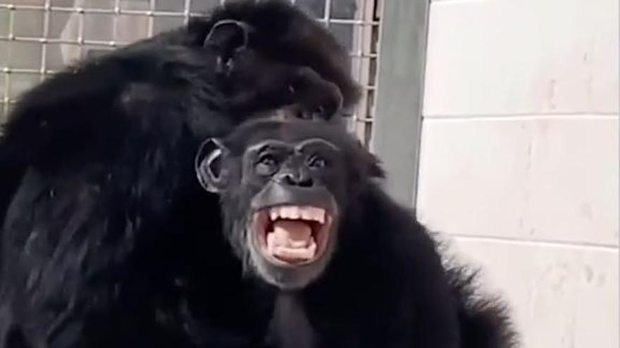 La alegría de Vainilla, una chimpancé, al ver por primera vez la luz ...