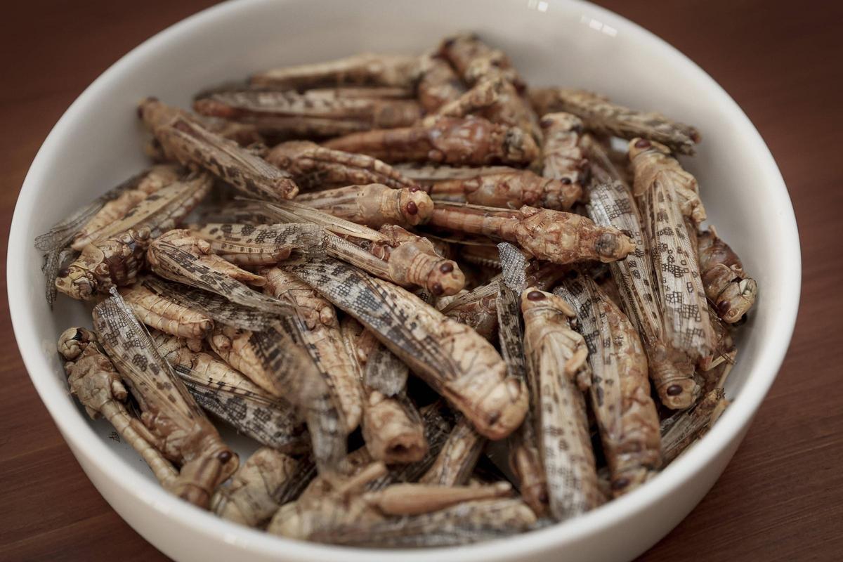 Las comidas más asquerosas llegan a Palma - Diario de Mallorca