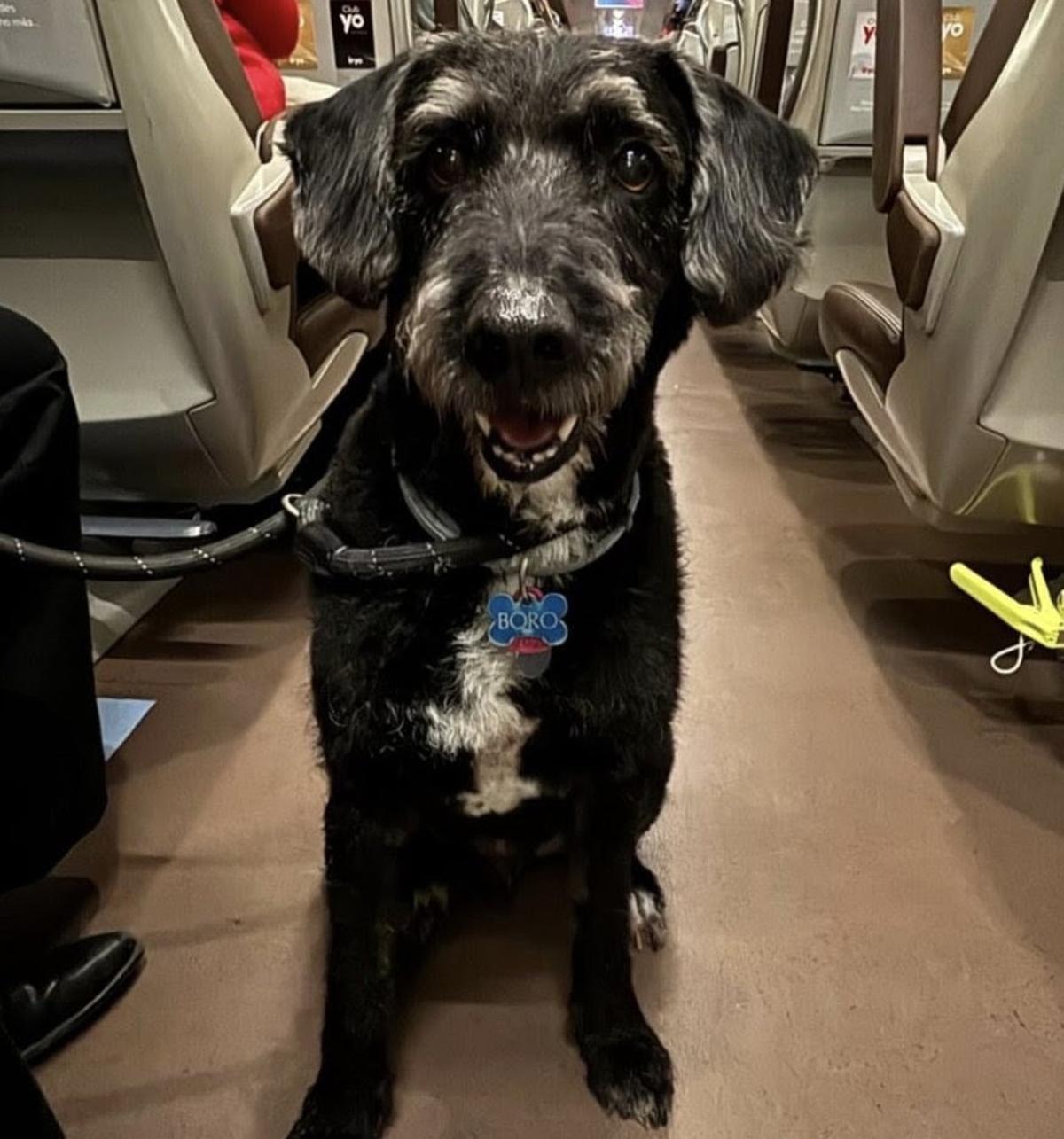 Boro, el perro de los trenes