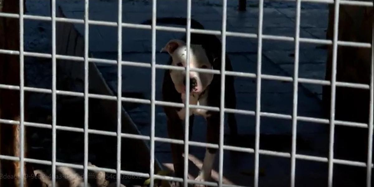 Muere una anciana por el ataque de dos perros de raza peligrosa en Murcia