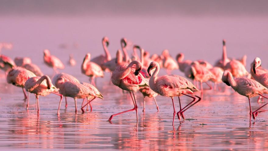 La laguna rosa de Torrevieja: un paraje único, bello... y misterioso ...