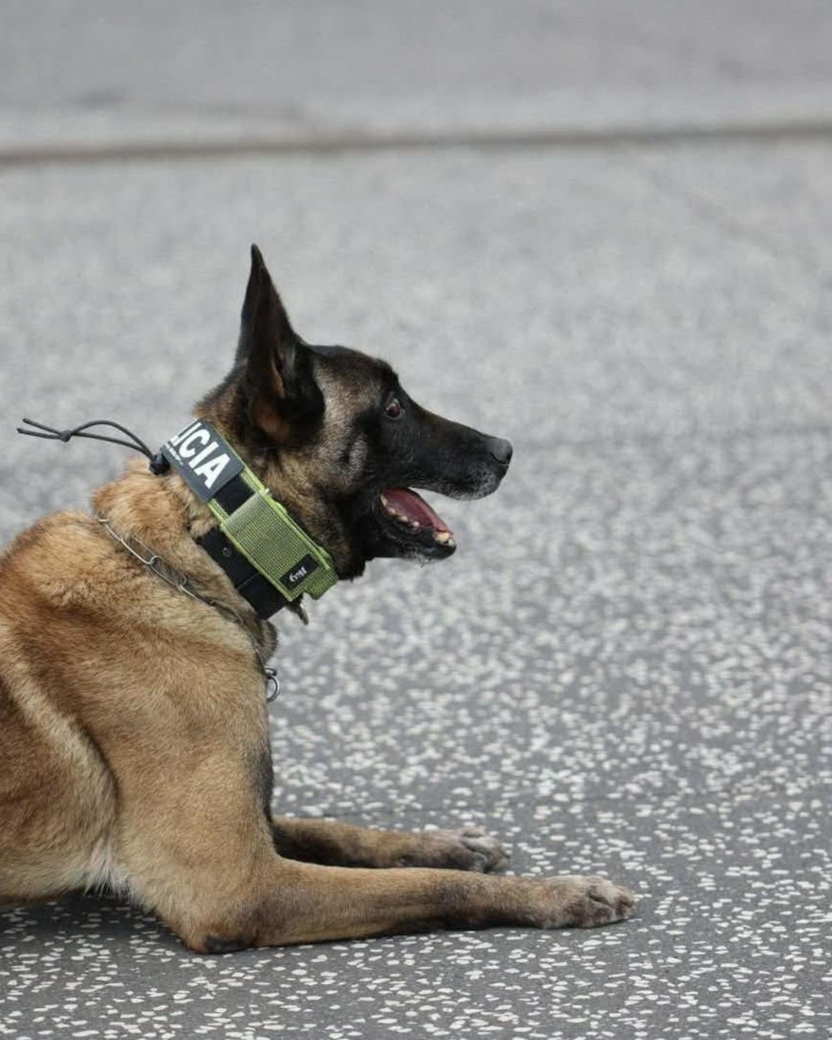 'Teno', miembro de la Unidad Canina de la Policía Local de Santa Cruz ...