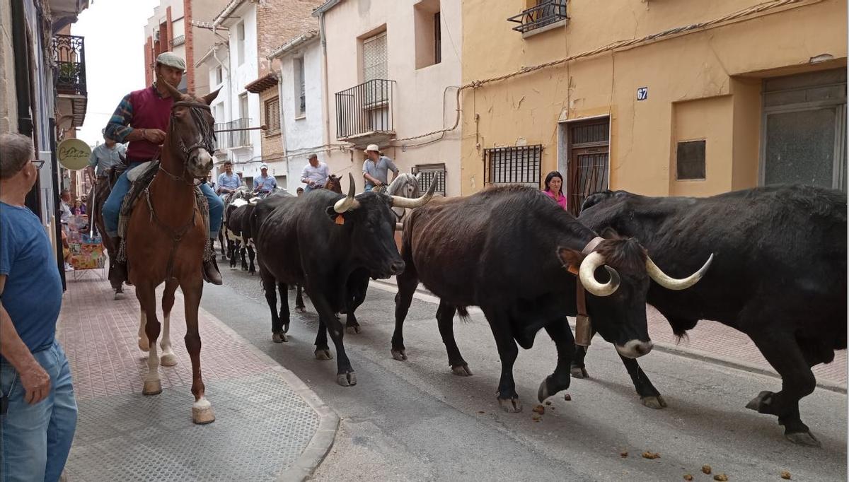 La transhumancia, todo un espectáculo en Utiel
