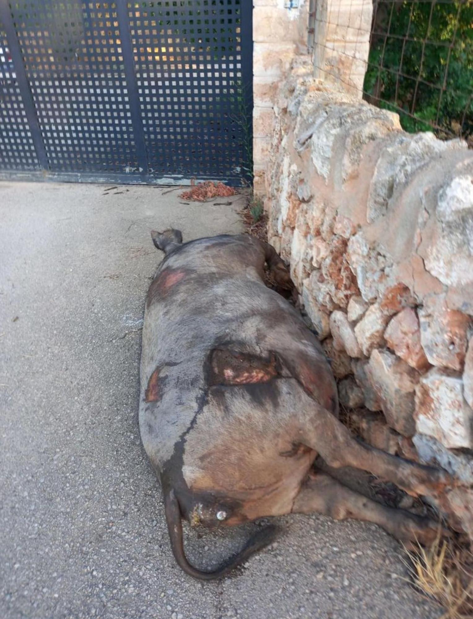 Sucesos Mallorca: Dos días con un cerdo muerto en la puerta de casa