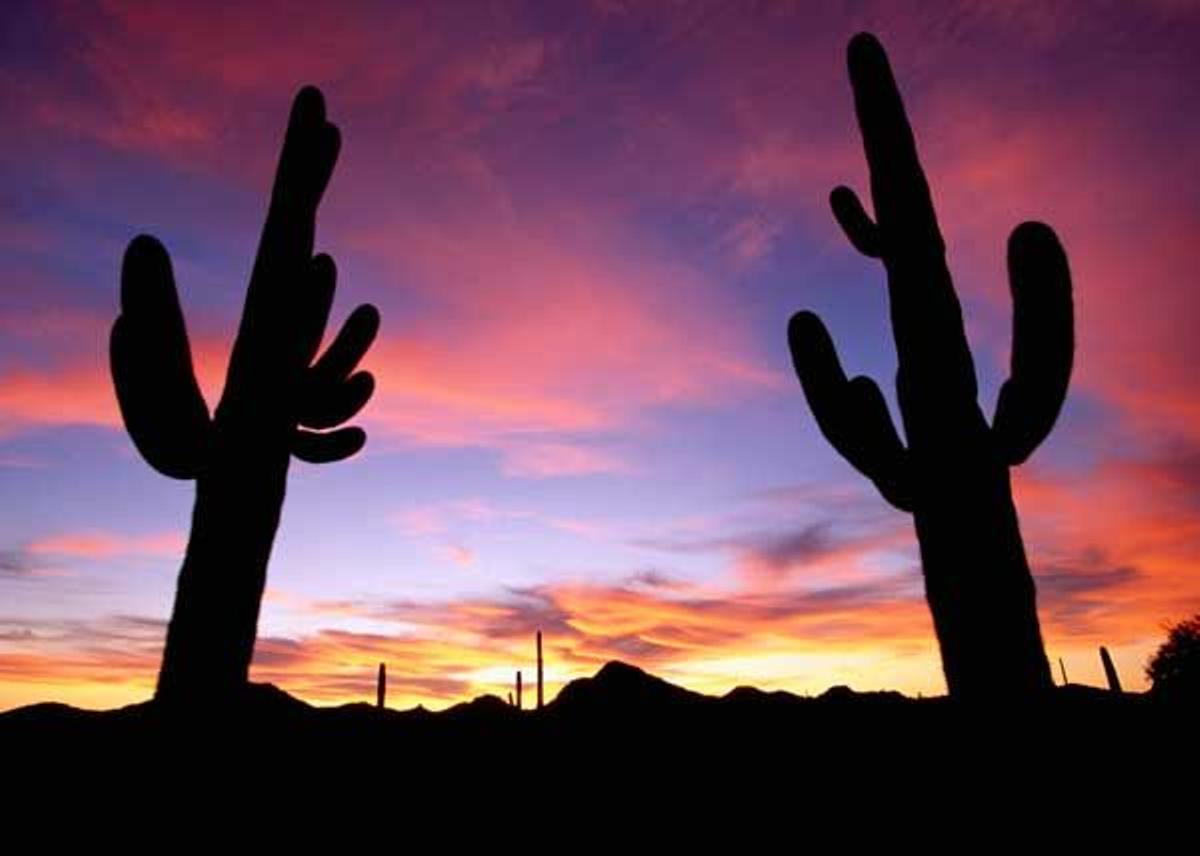 Visita virtual al desierto de Arizona de Estados Unidos - Viajar