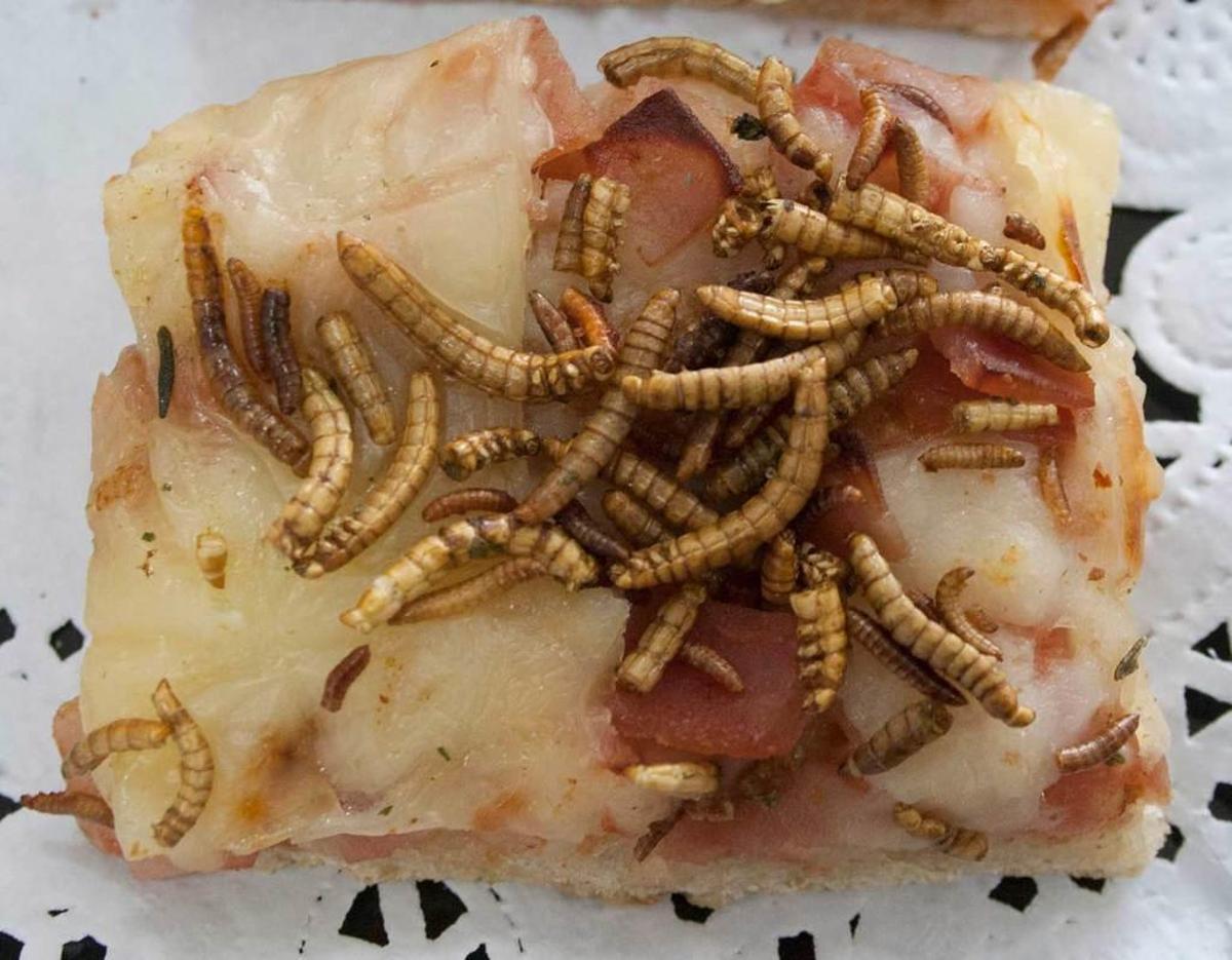 Los insectos, tentempié escolar en Siero