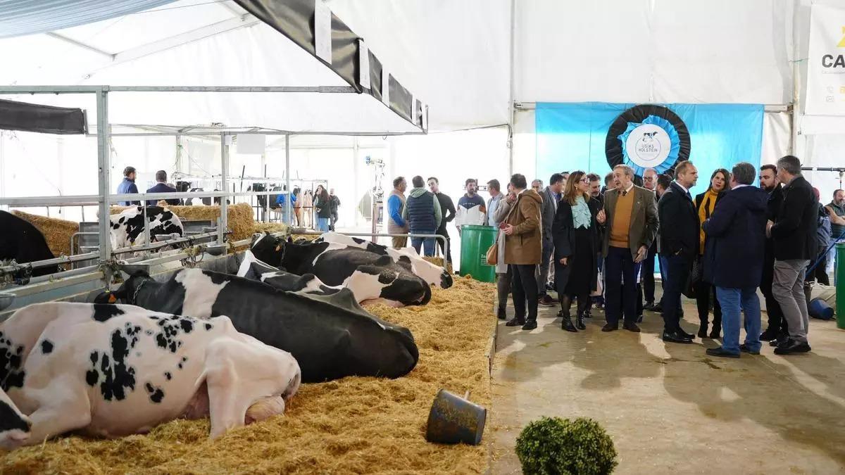 GANADERÍA | La Feria de Usías Holstein de Dos Torres centra este año ...