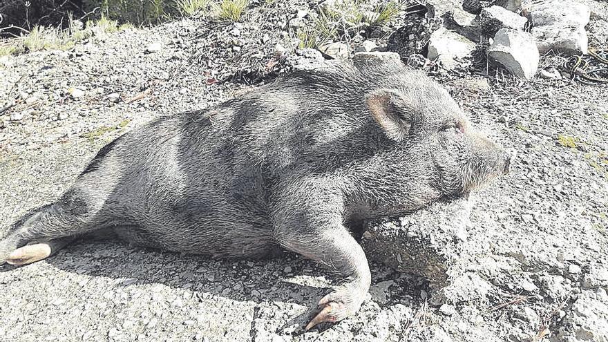 Detectan el híbrido "cerdolí" en el parque natural del Marjal de Pego ...