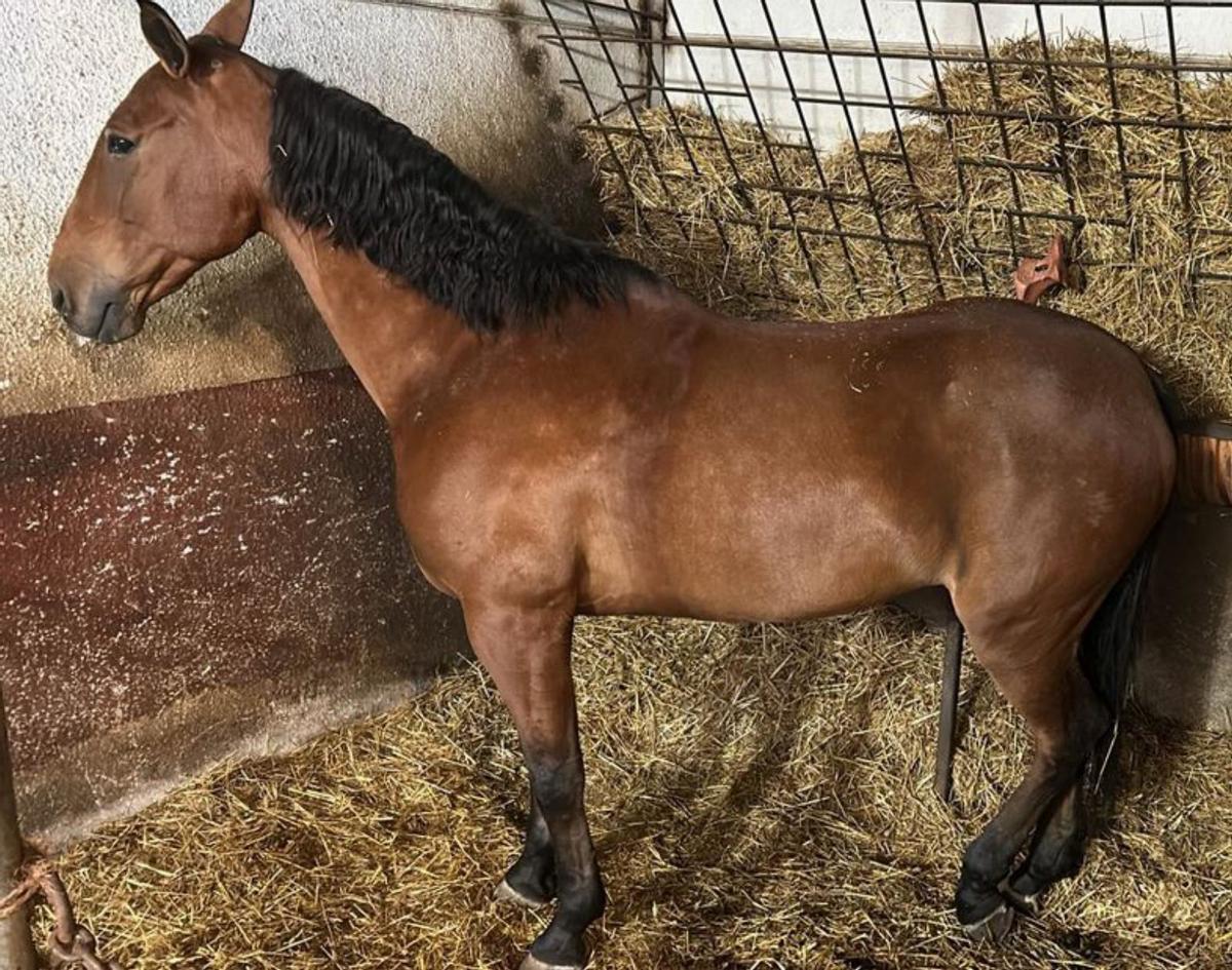 CABALLO CABLAGATA OVIEDO | Así está "Castañito", el caballo que se pegó ...