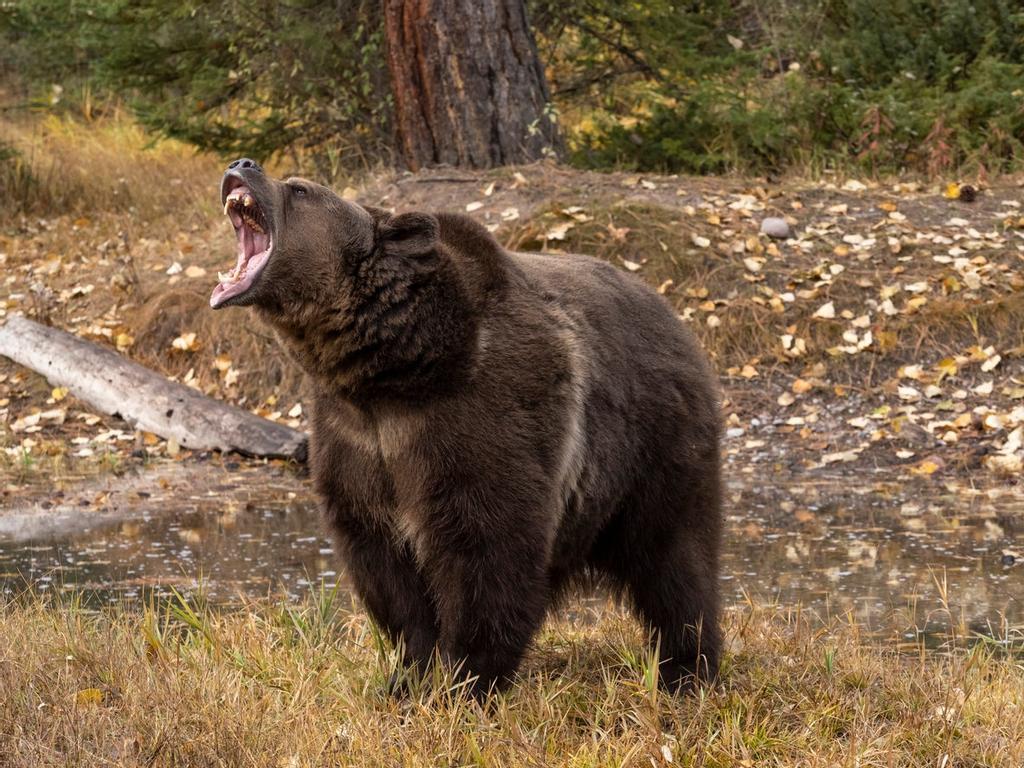 Supervivencia básica: ¿Qué hacer si te encuentras con un oso? - Viajar