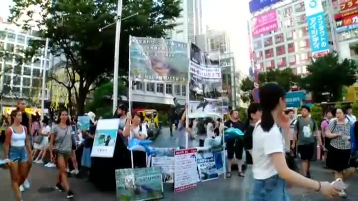 Movilización en Japón para intentar salvar a un delfín que se está ...